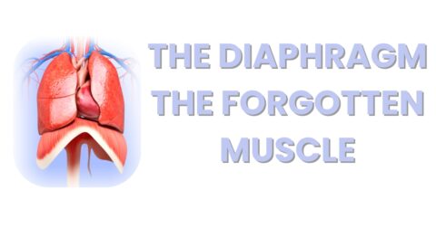 6 Interesting Facts About the Diaphragm: The Muscle That Powers Your ...