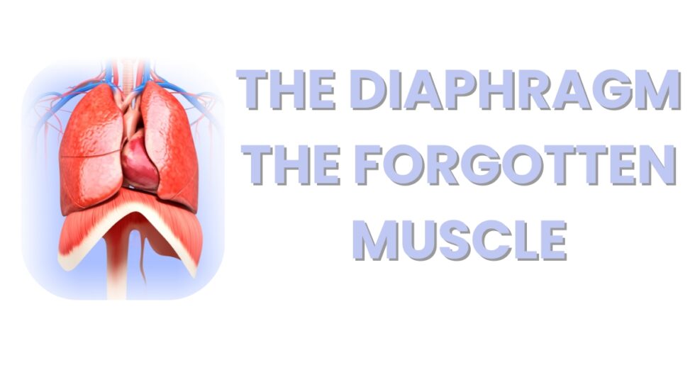 6 Interesting Facts About the Diaphragm: The Muscle That Powers Your ...